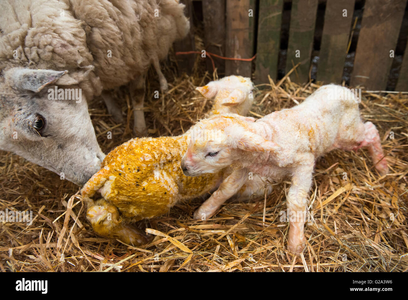 A sheep cleaning her newborn lambs, inside a barn in Derbyshire England ...