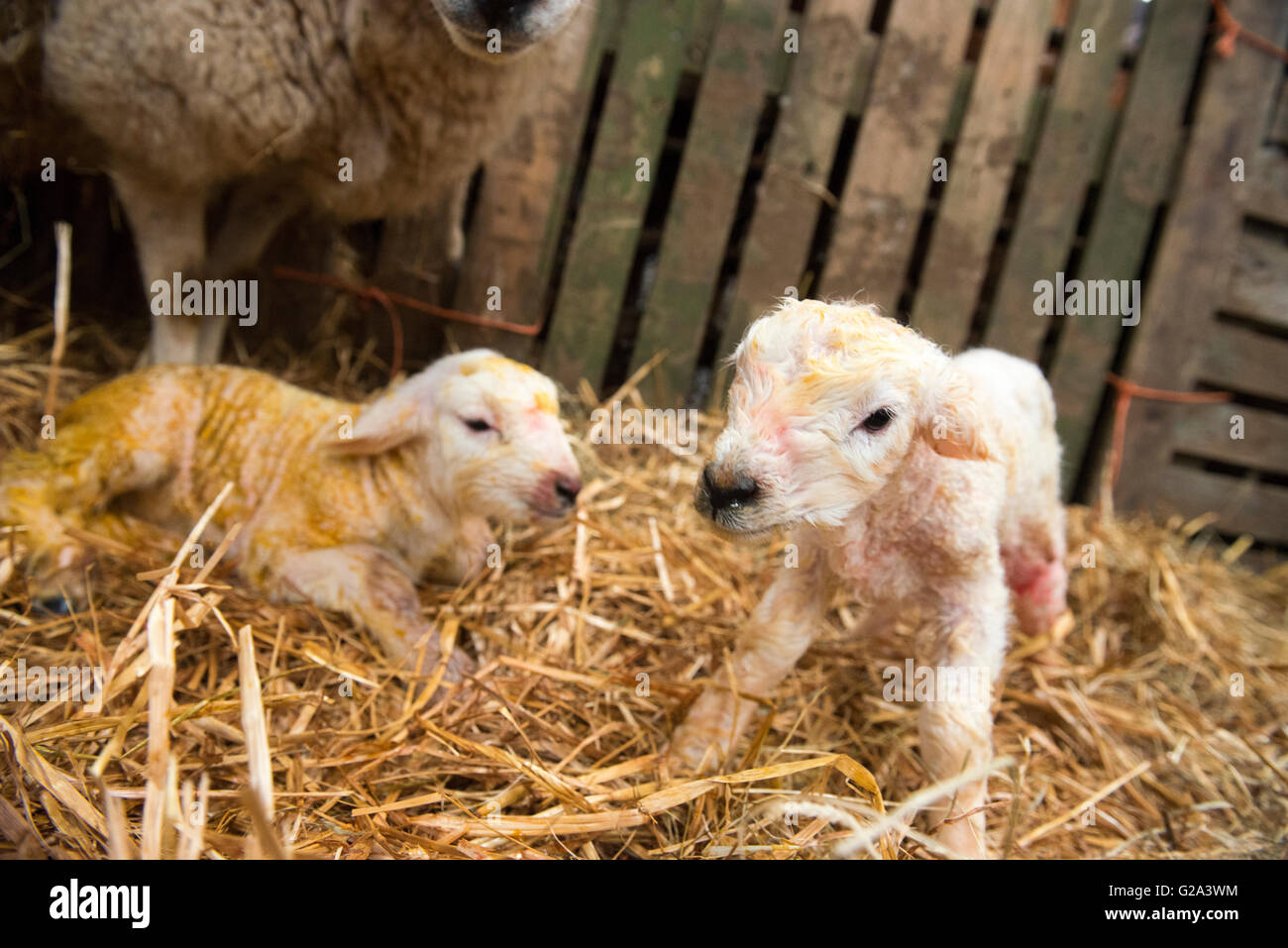 Ewe licking a lamb hi-res stock photography and images - Alamy
