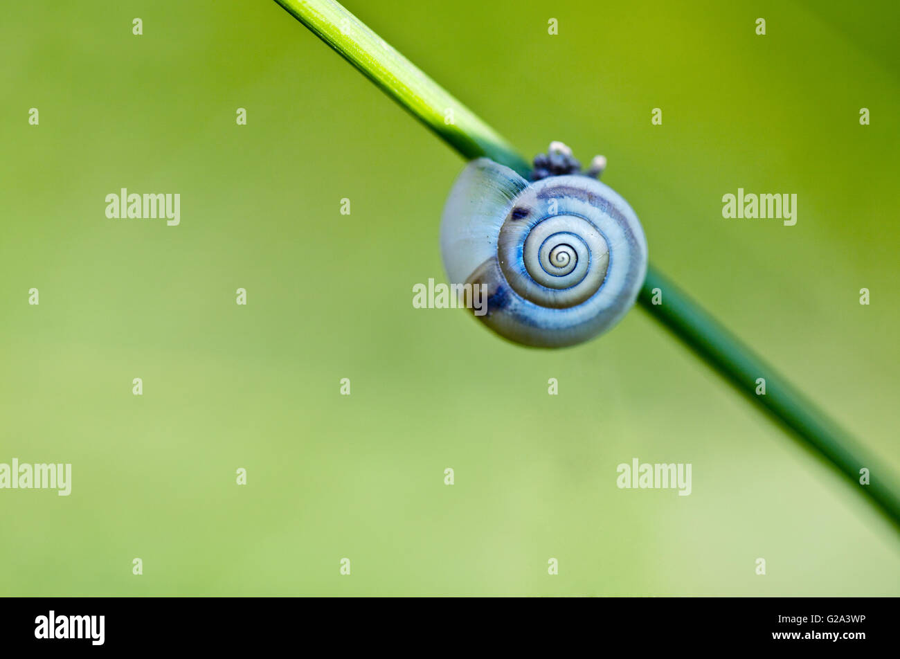 Single Snail on Grass Blade in Spring Meadow Stock Photo - Alamy