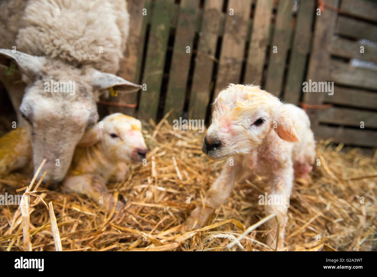 A sheep cleaning her newborn lambs, inside a barn in Derbyshire England ...