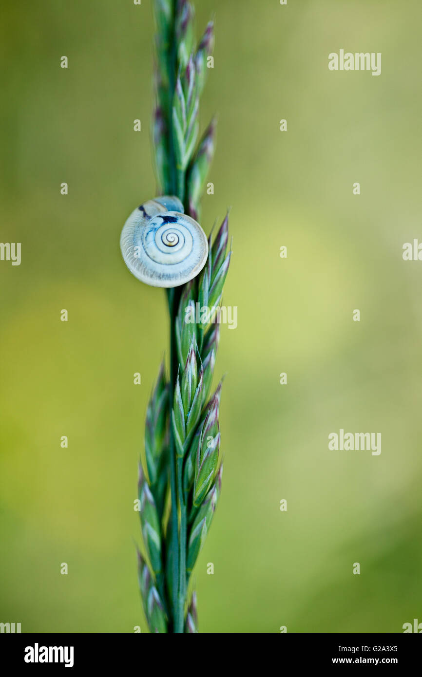 Single Snail on Grass Blade in Spring Meadow Stock Photo - Alamy