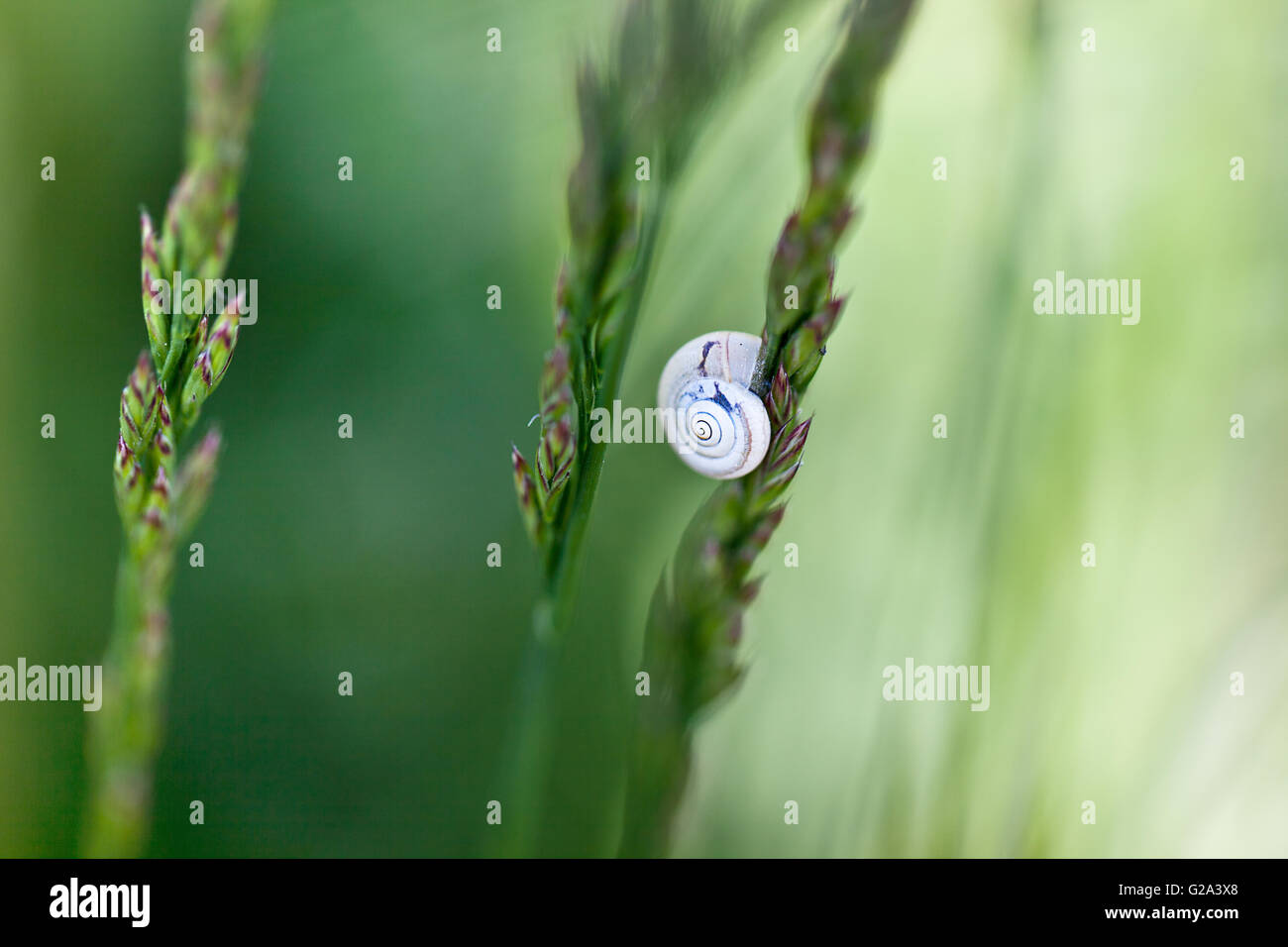 Single Snail on Grass Blade in Spring Meadow Stock Photo - Alamy