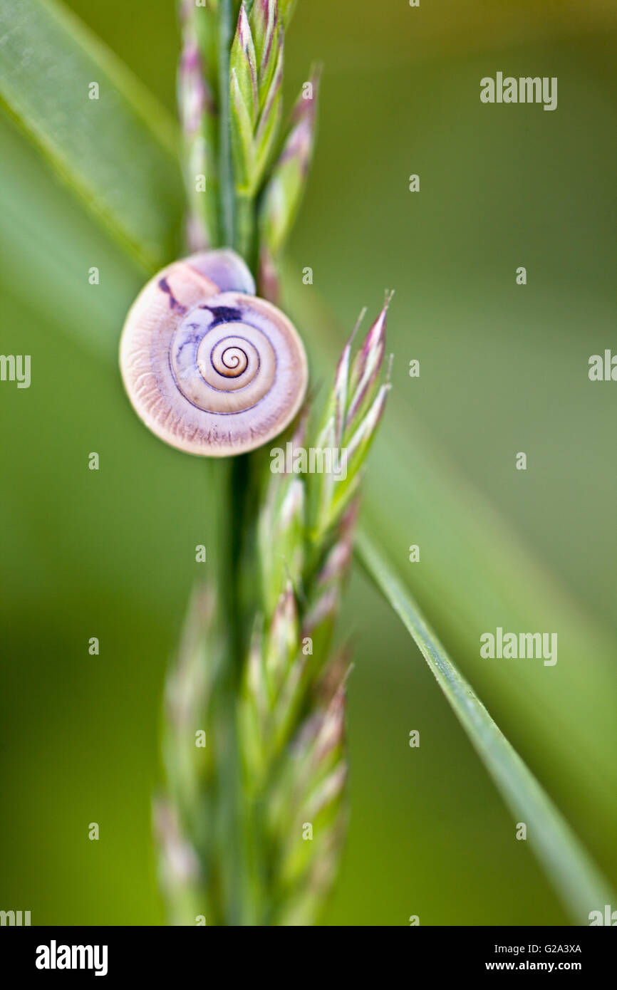 Spiral blade hi-res stock photography and images - Alamy
