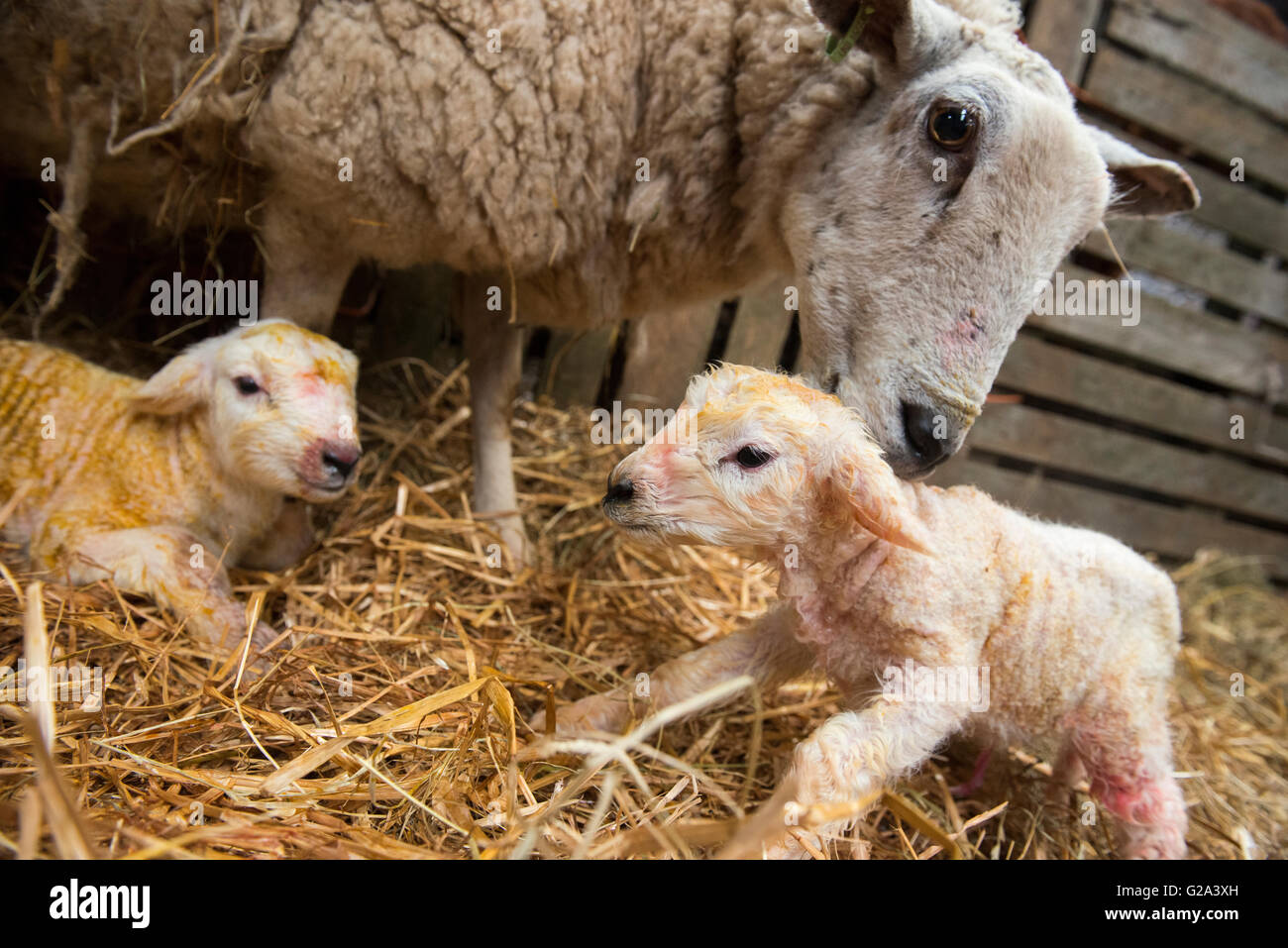 A sheep cleaning her newborn lambs, inside a barn in Derbyshire England ...
