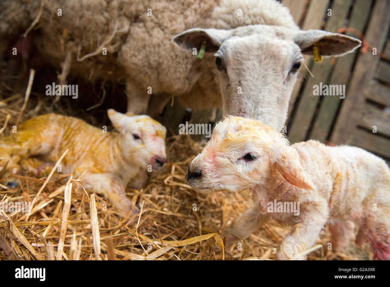 British rouge sheep hi-res stock photography and images - Alamy