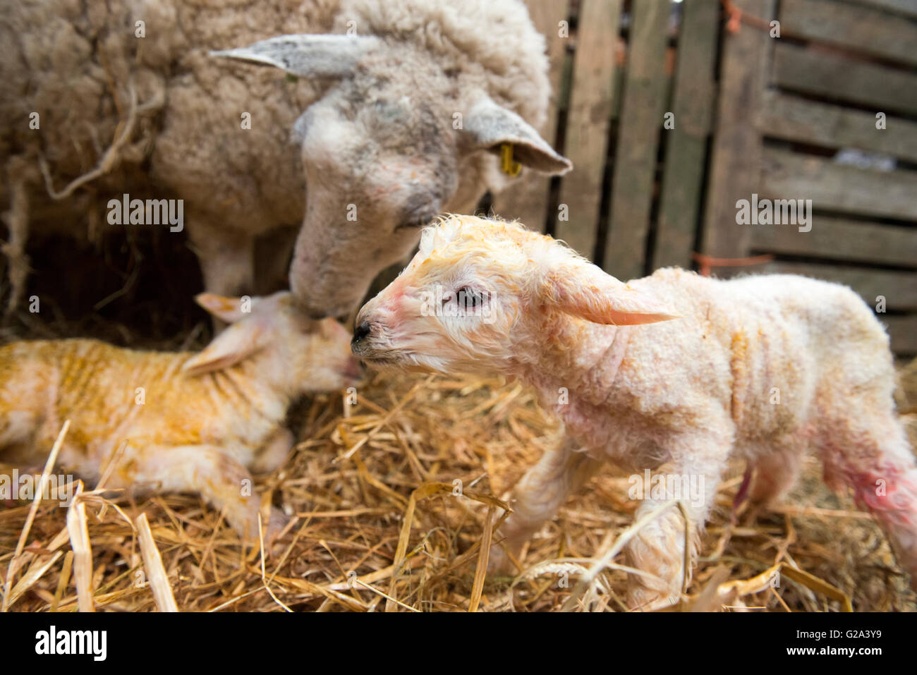 A sheep cleaning her newborn lambs, inside a barn in Derbyshire England ...