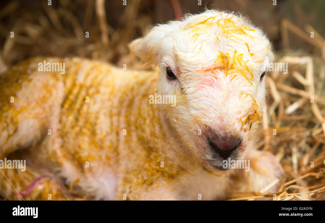 Newborn new born hi-res stock photography and images - Alamy
