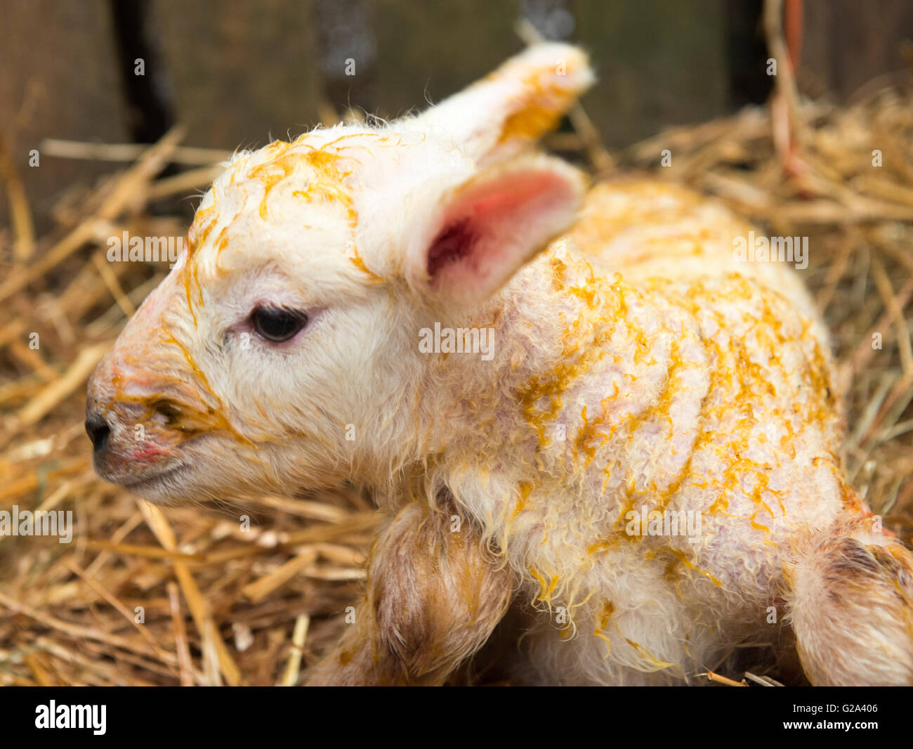 A very newborn lamb, inside a barn in Derbyshire England UK Stock Photo ...