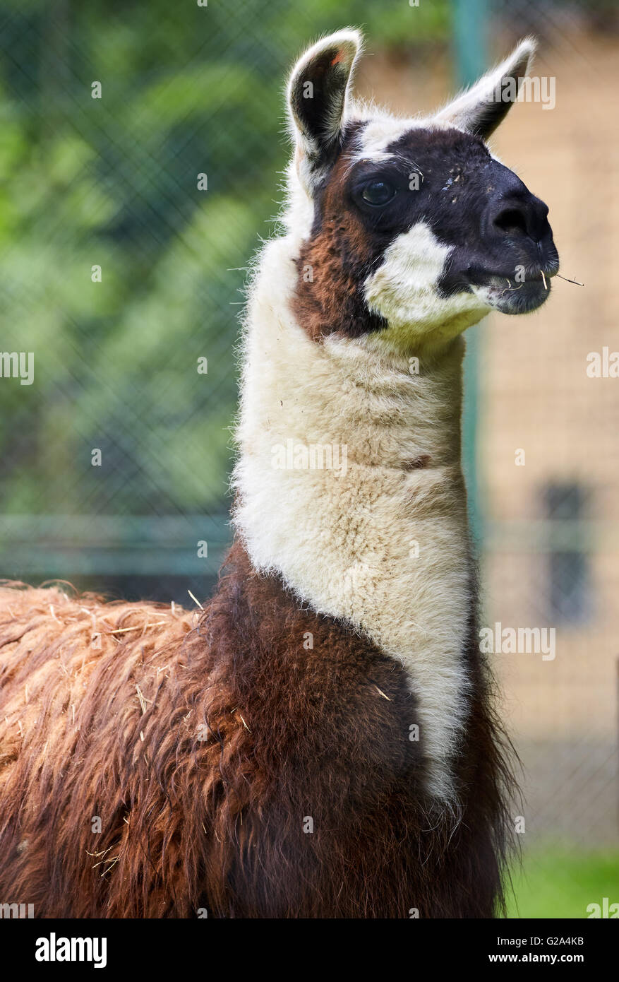 Portrait of a brown domesticated lama in its pen Stock Photo - Alamy