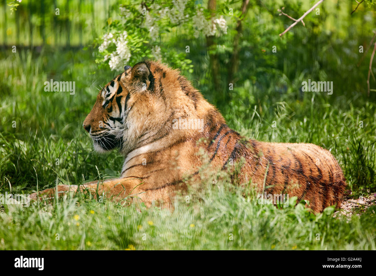 Portrait of a Bengal tiger in a zoo, chilling out Stock Photo - Alamy