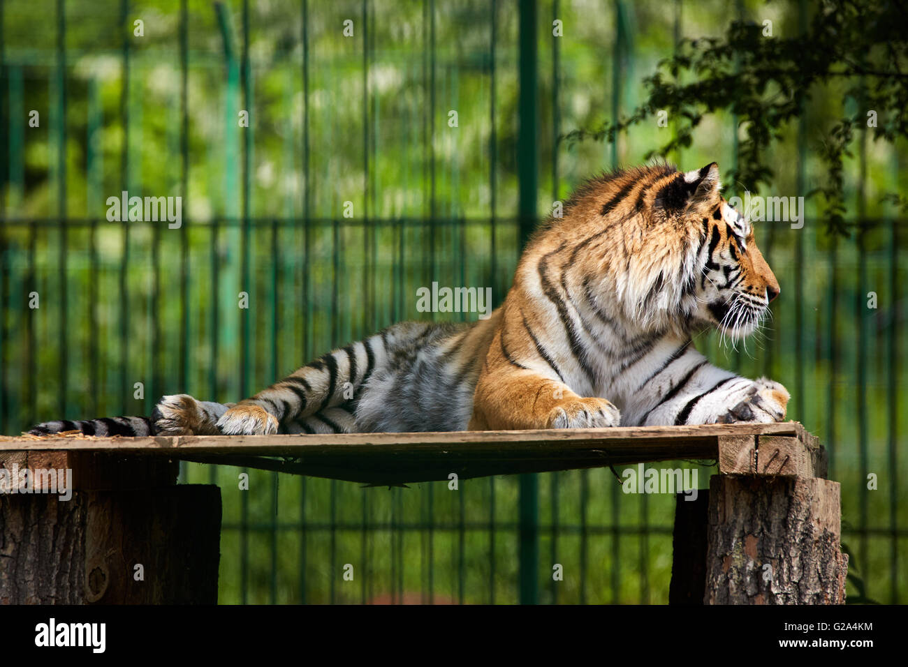 Portrait of a Bengal tiger in a zoo, chilling out Stock Photo - Alamy
