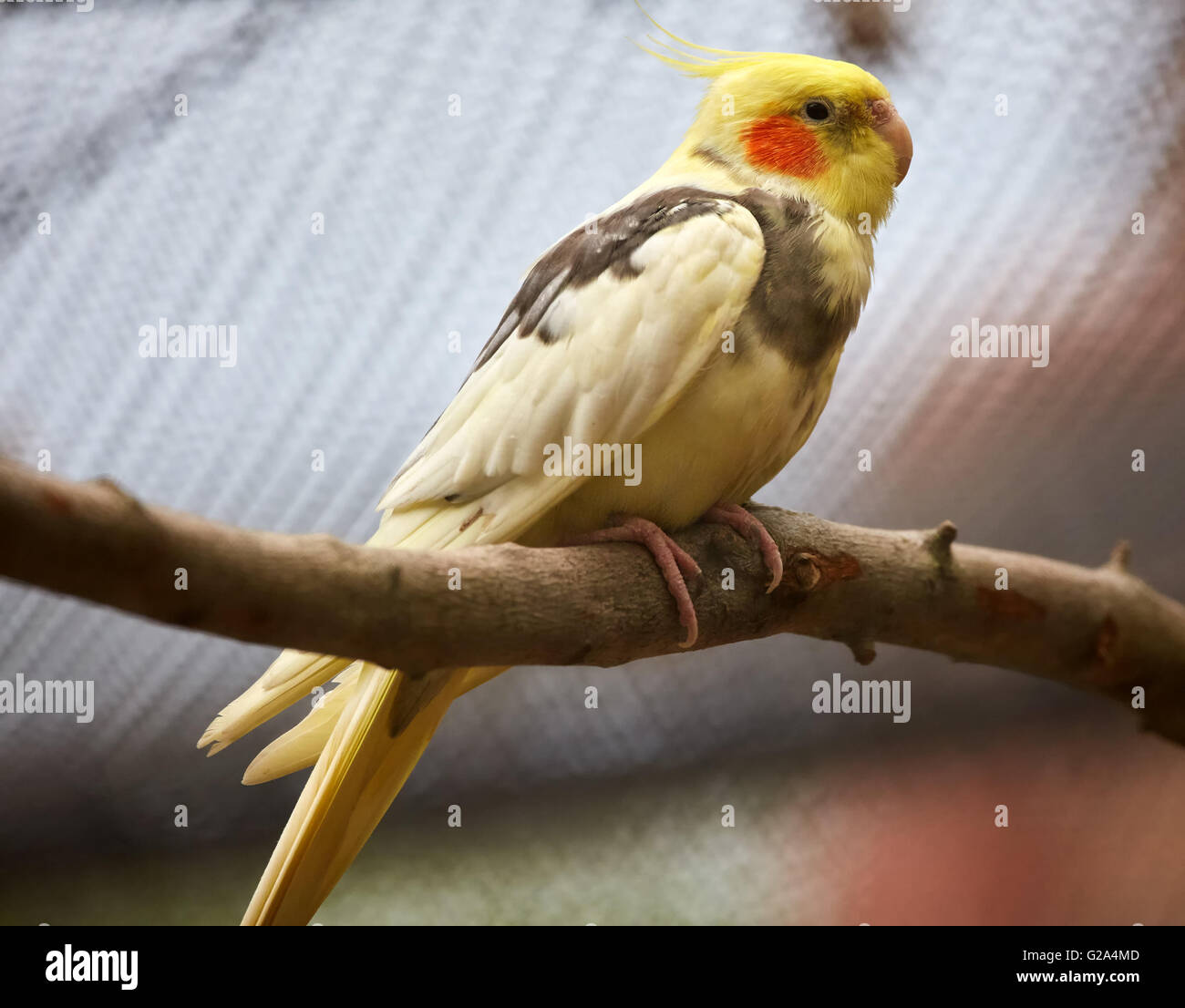 Closeup of small parakeets on branch with selective focus Stock Photo ...
