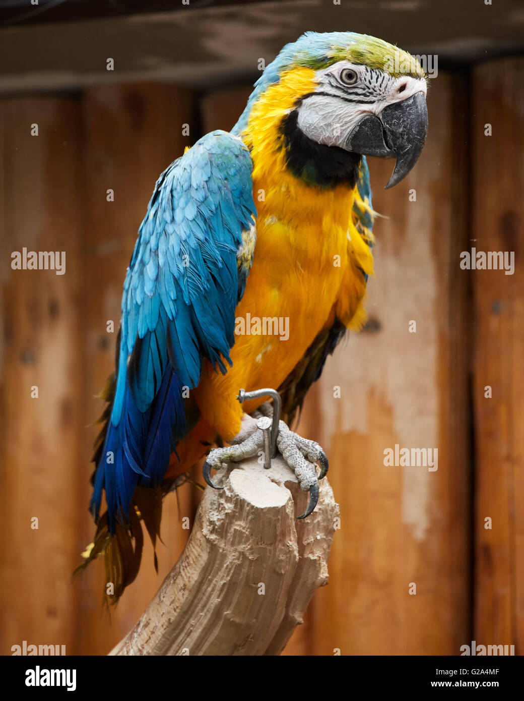 Full length of an Ara parrot on a branch Stock Photo - Alamy