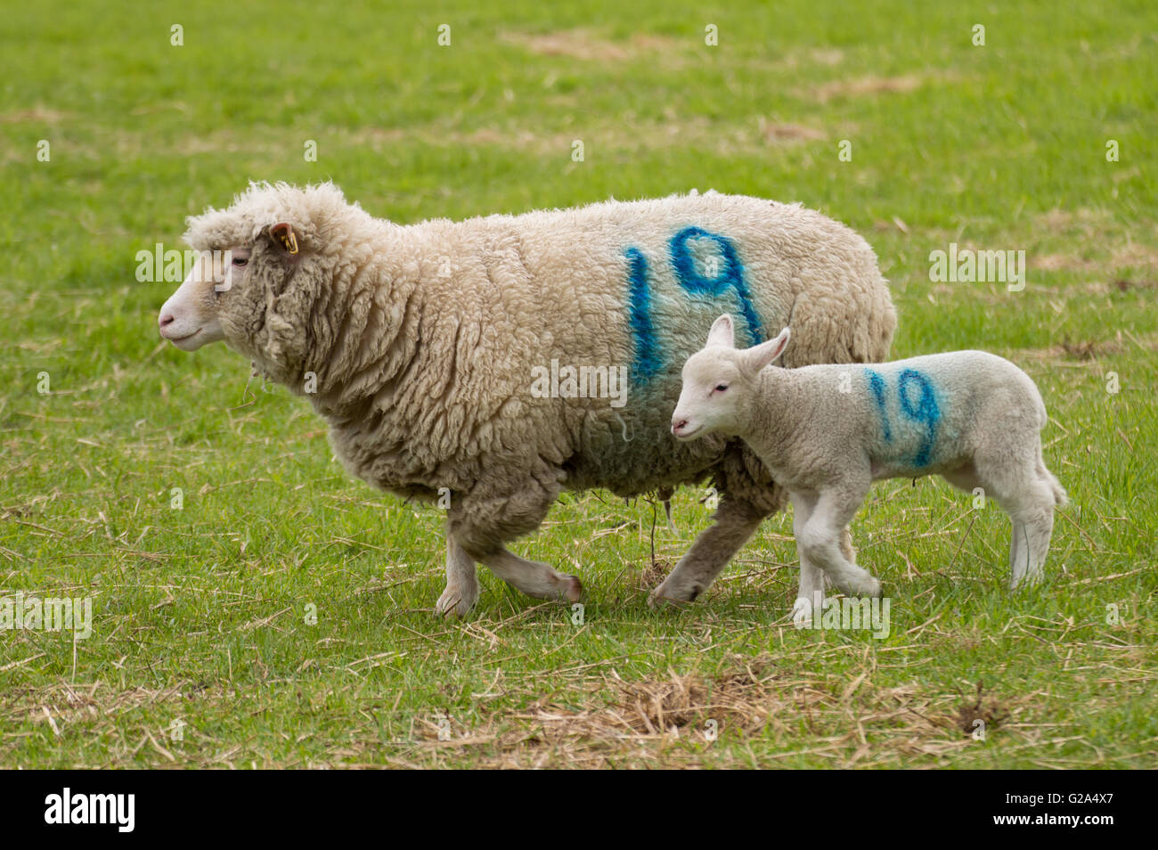 Numbers on the sheep hi-res stock photography and images - Alamy