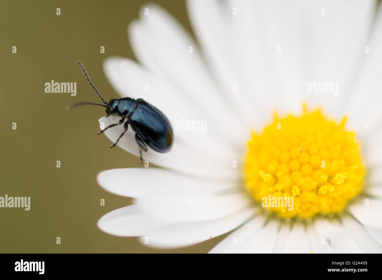 A metallic blue Flea Beetle (Chrysomelidae) standing on the petal of a ...
