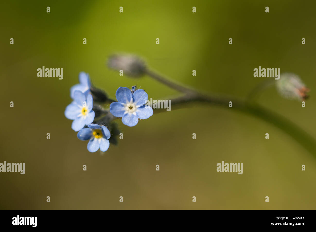 Wood Forget-me-not flowers (Myosotis sylvatica Stock Photo - Alamy
