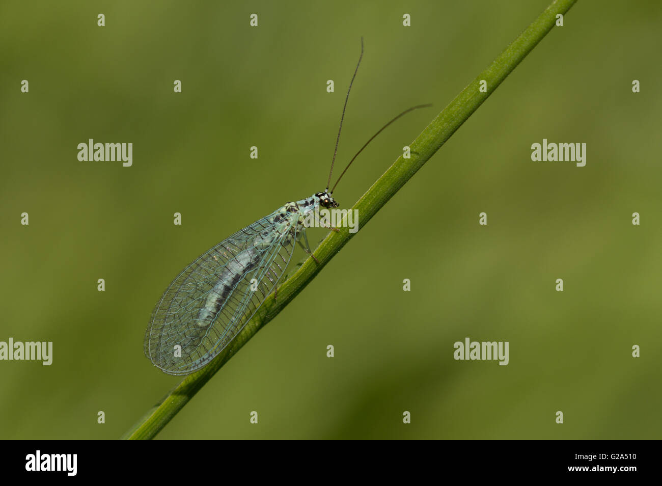 Chrysopa Perla High Resolution Stock Photography and Images - Alamy