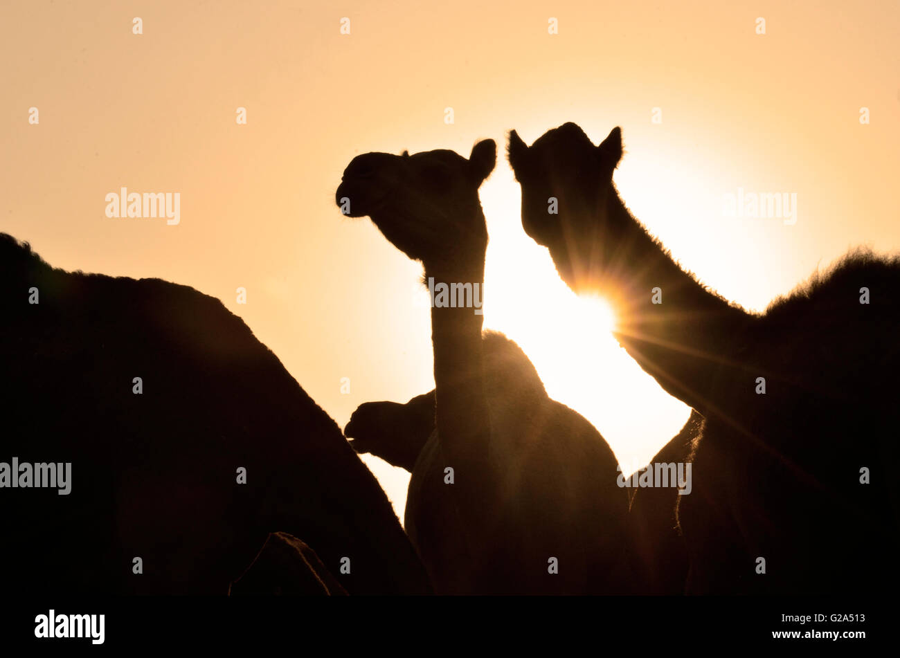Sun set with camels hi-res stock photography and images - Alamy