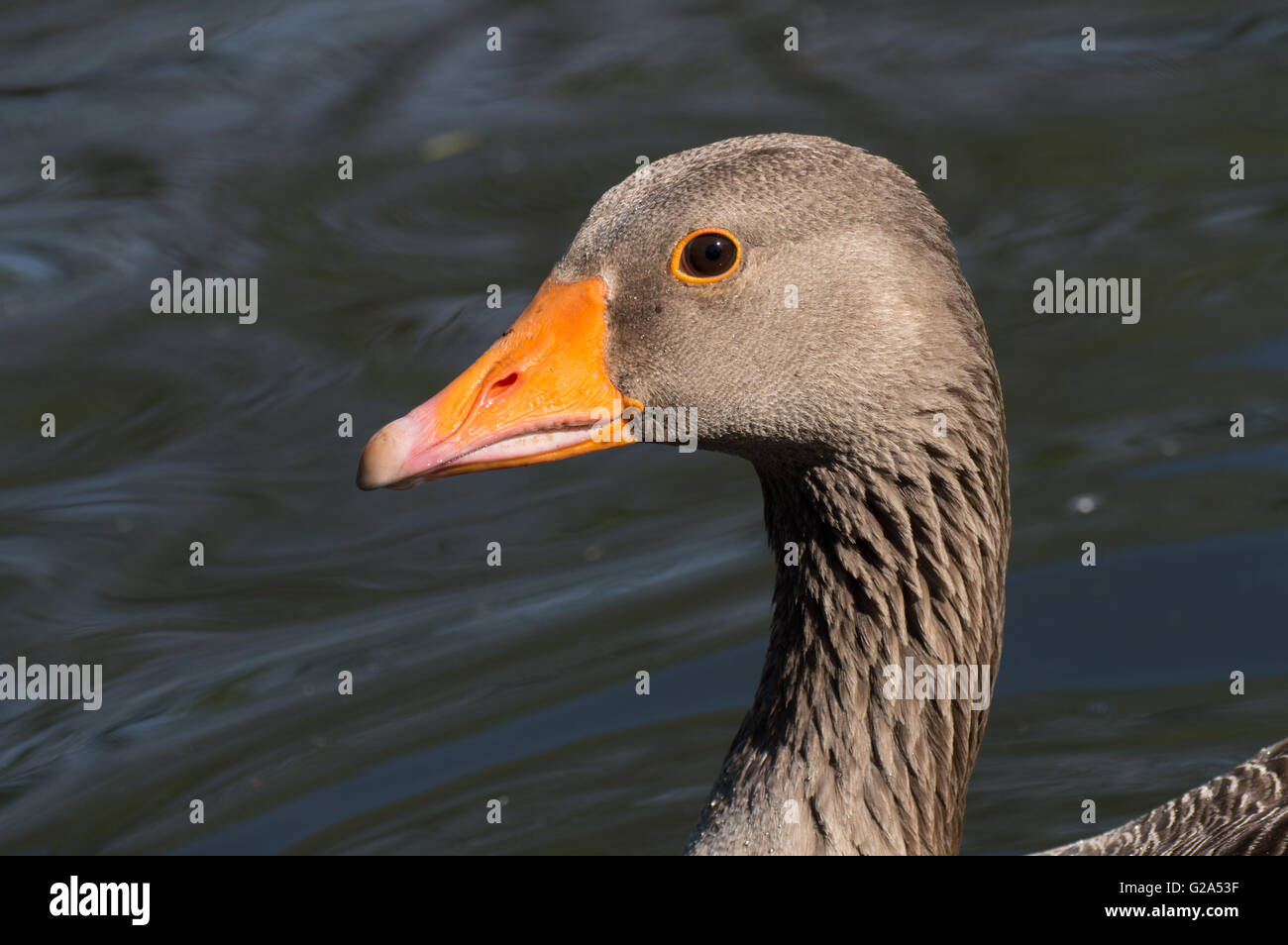 A portrait of a Greylag Goose (Anser anser) on a pond Stock Photo - Alamy