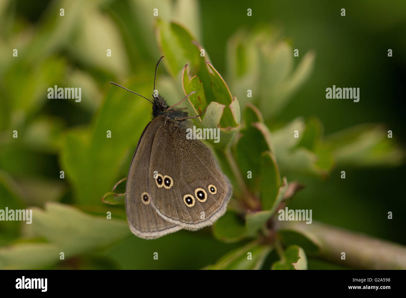 A Ringlet butterfly (Aphantopus hyperantus) on a leaf Stock Photo - Alamy