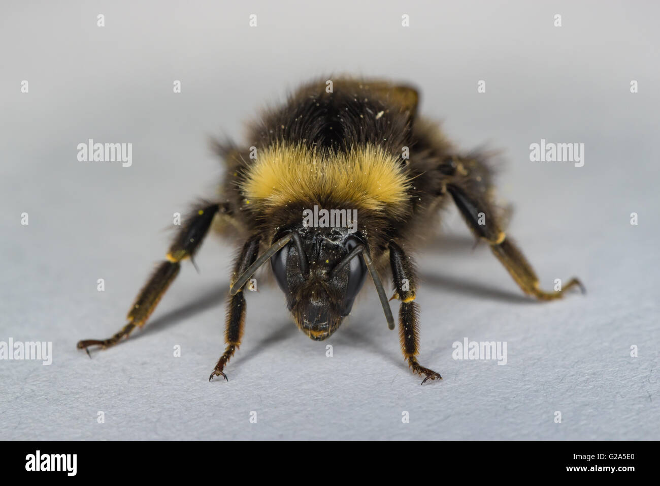 Portrait of a honey bee Stock Photo - Alamy