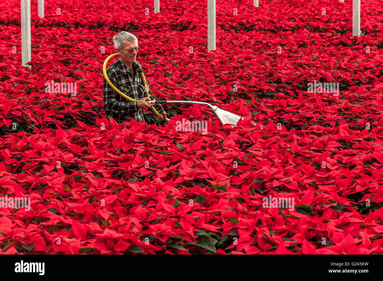 Ron Freeman tending to thousands of poinsettia plants ready for ...