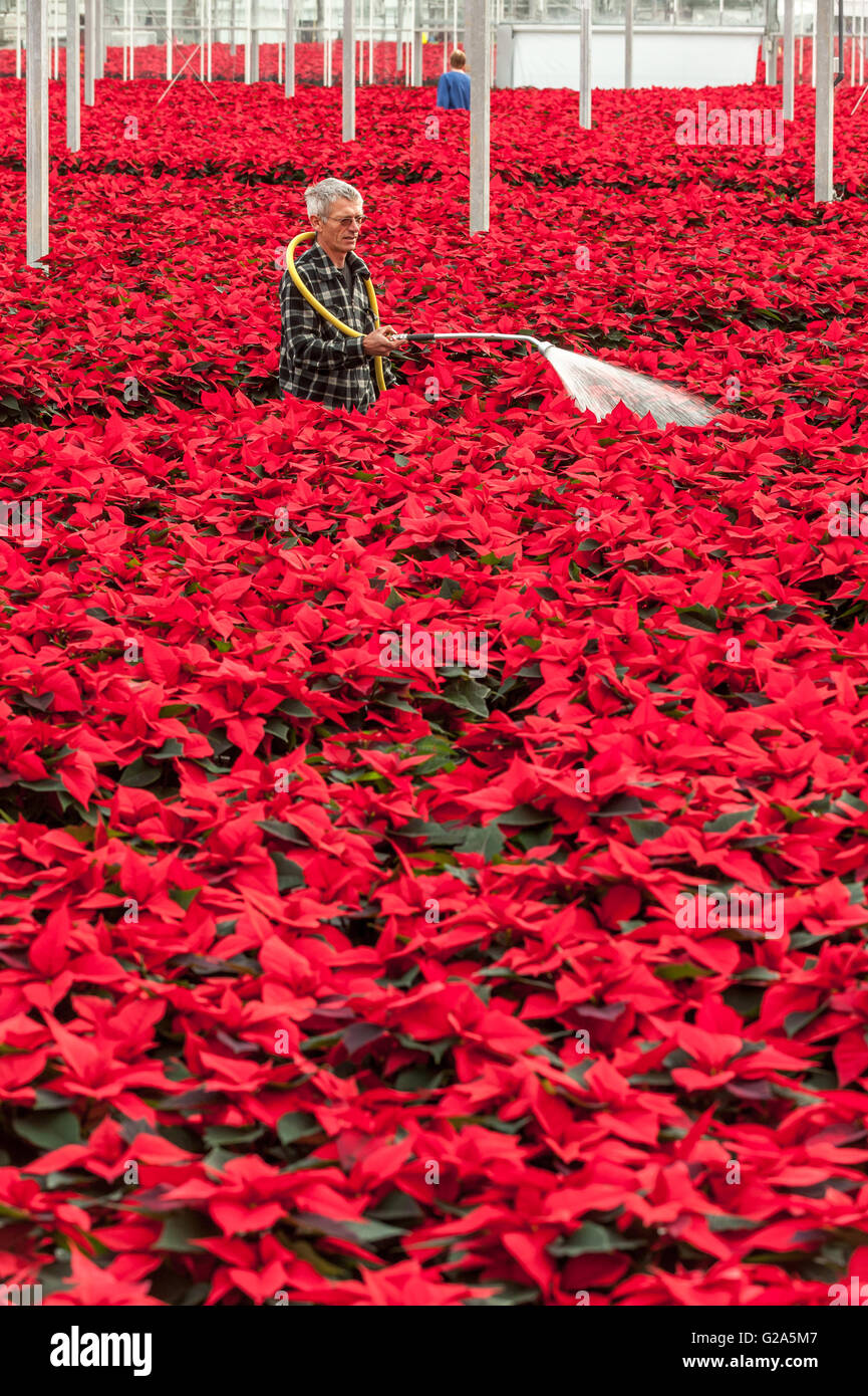 Ron Freeman tending to thousands of poinsettia plants ready for ...