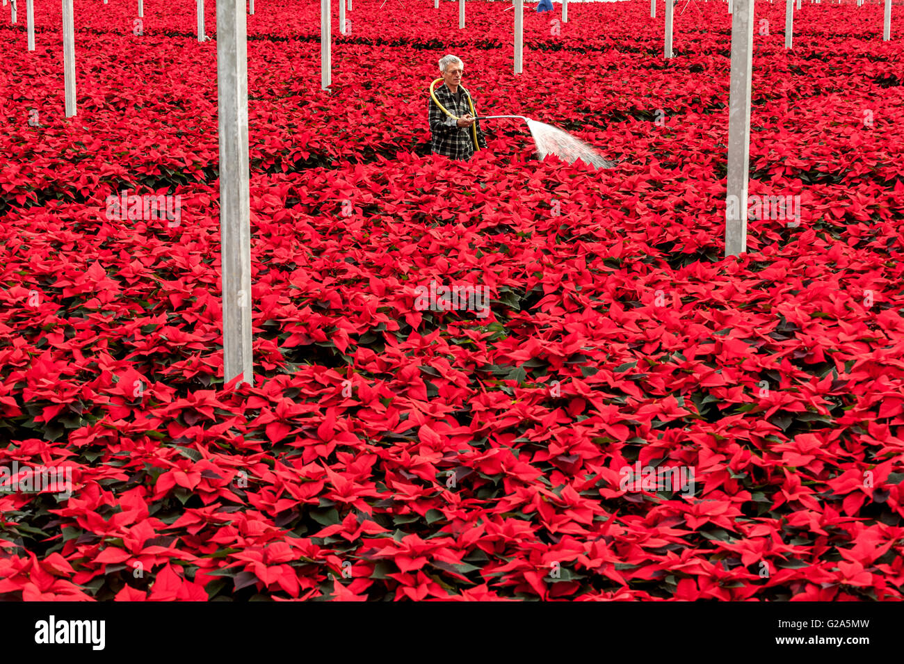Roundstone nurseries hi-res stock photography and images - Alamy