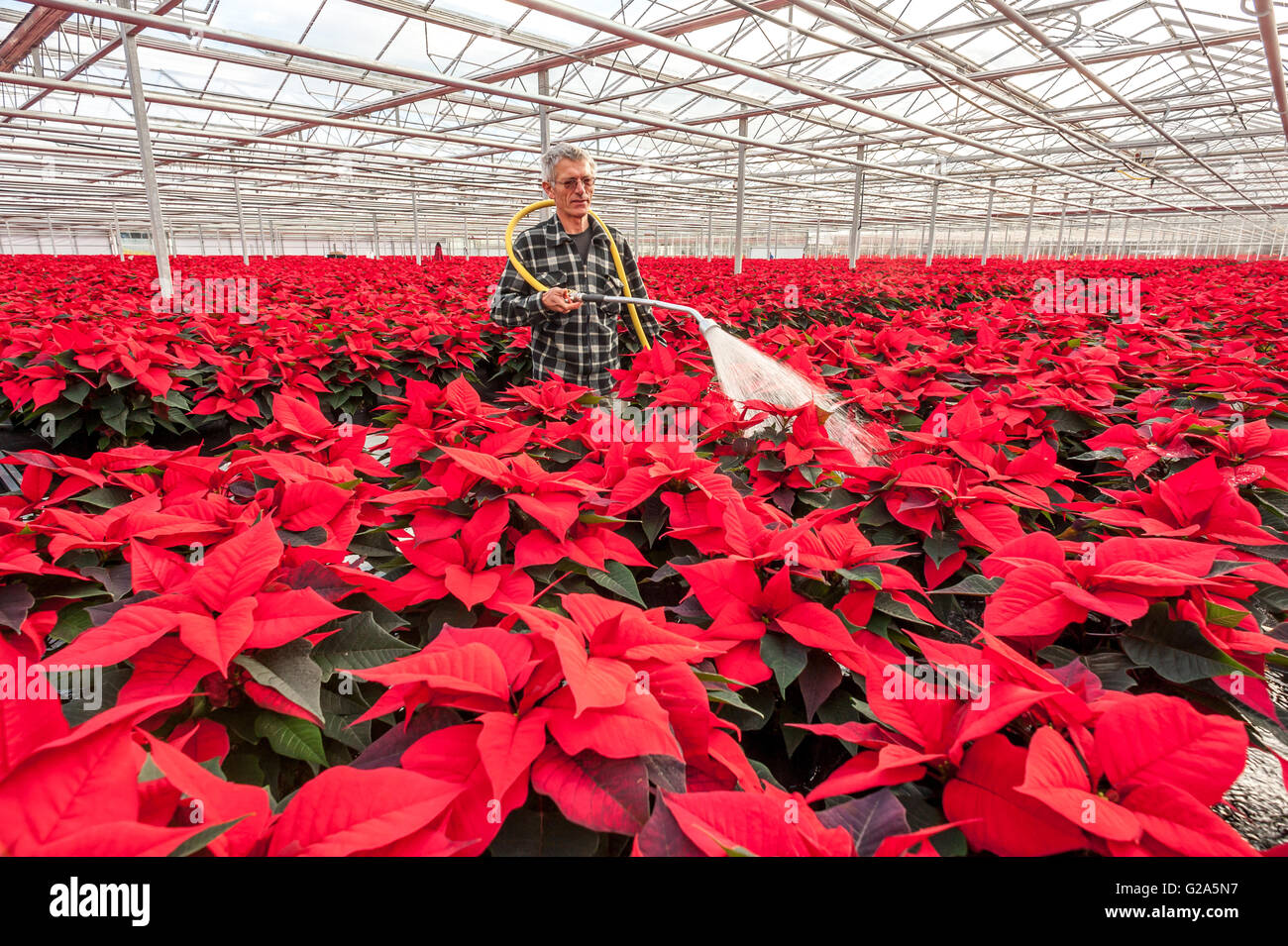 Ron Freeman tending to thousands of poinsettia plants ready for ...