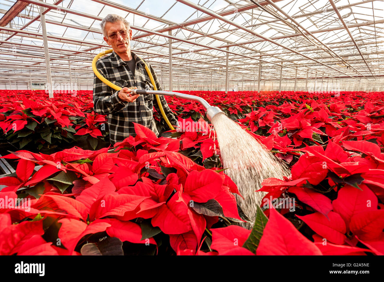 Ron Freeman tending to thousands of poinsettia plants ready for ...