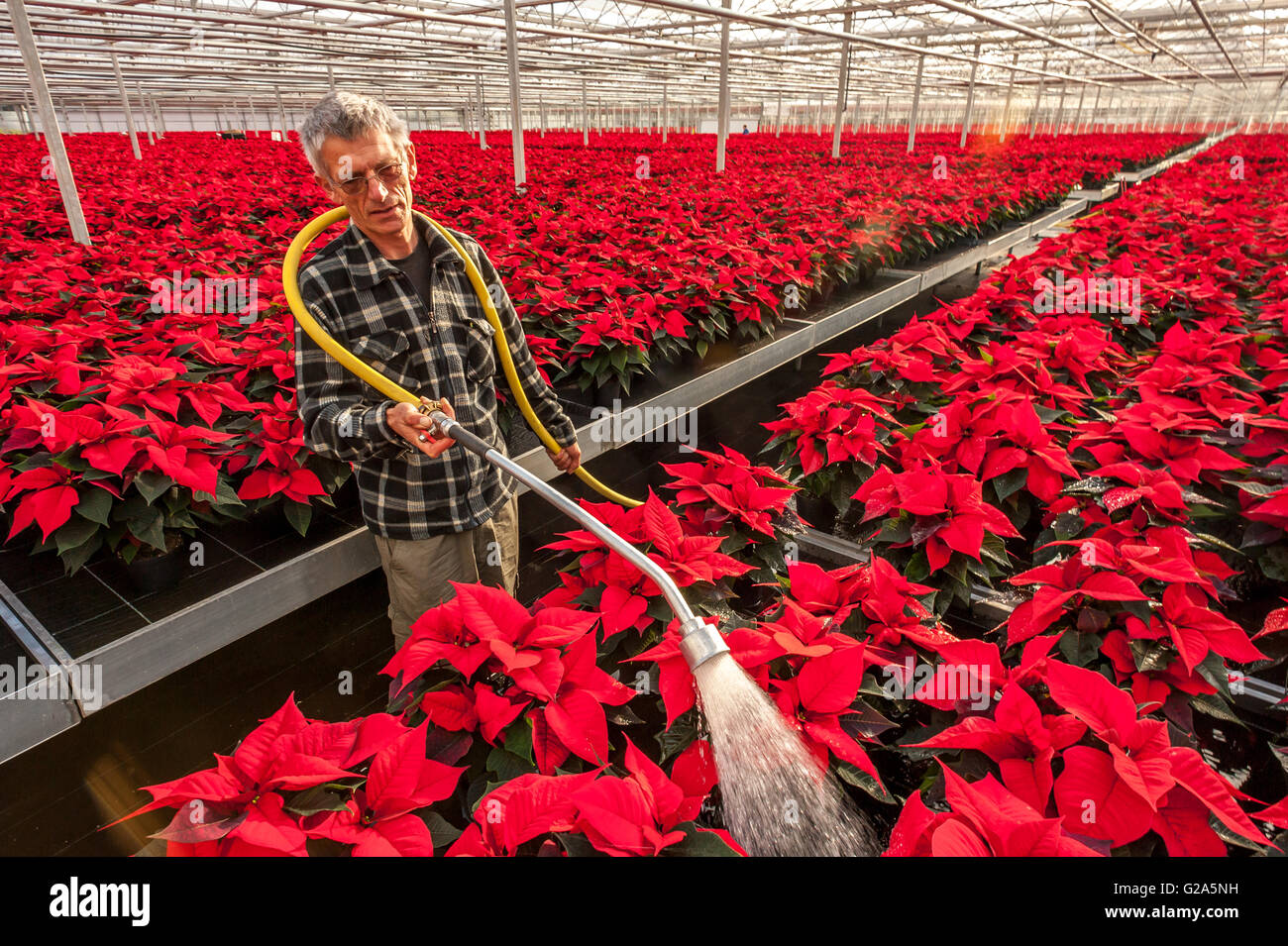 Ron Freeman tending to thousands of poinsettia plants ready for ...