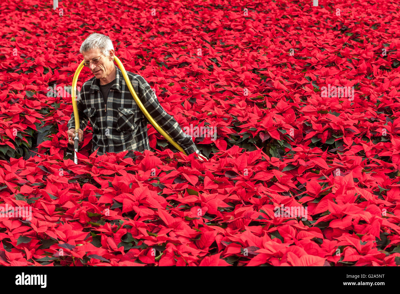 Ron Freeman tending to thousands of poinsettia plants ready for ...