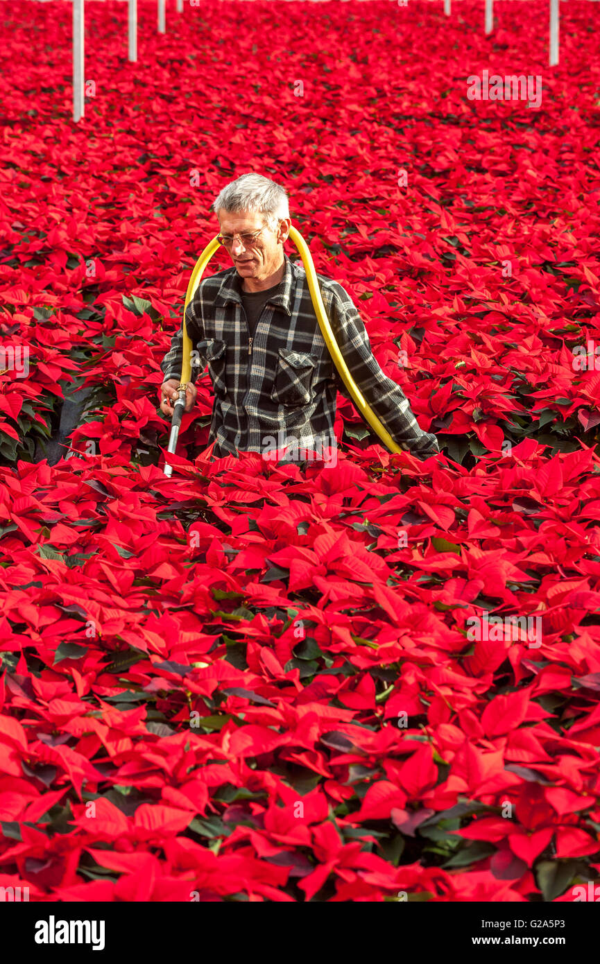 Ron Freeman tending to thousands of poinsettia plants ready for ...