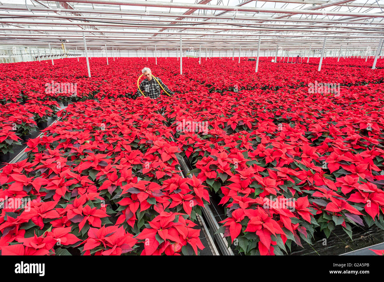 Roundstone nurseries hi-res stock photography and images - Alamy