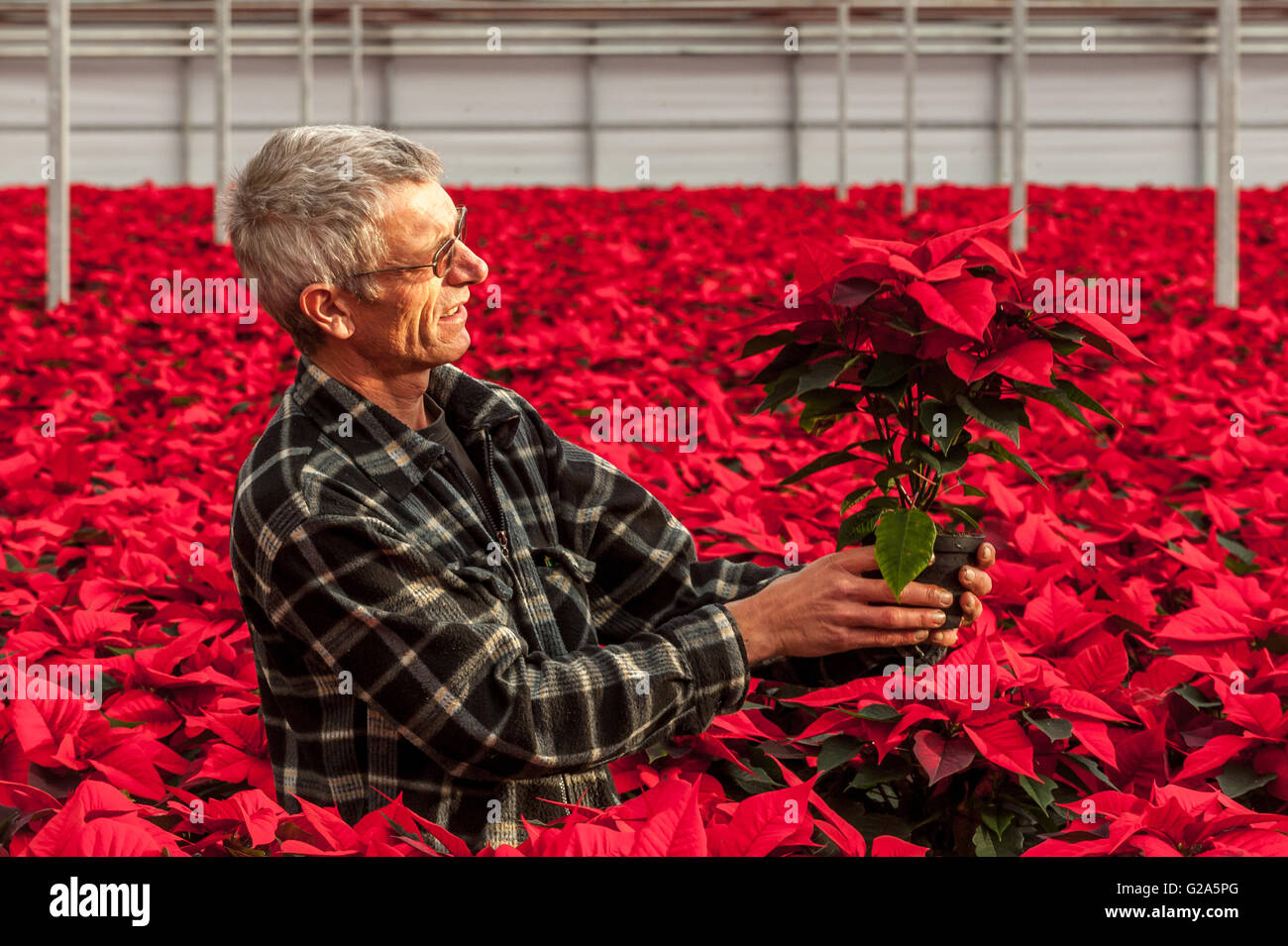 Ron Freeman tending to thousands of poinsettia plants ready for ...