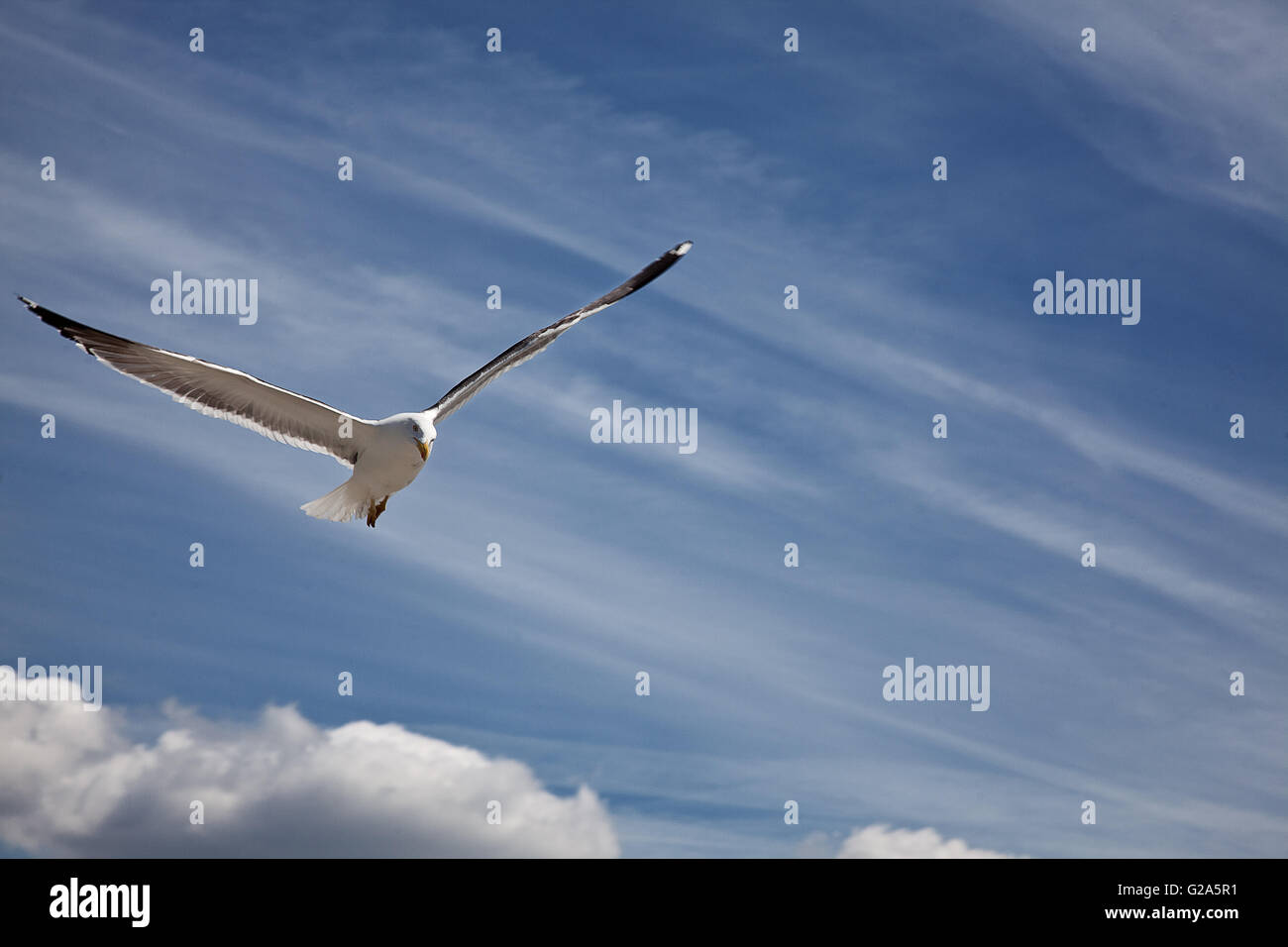 Seagull gliding in the wind above the coast Stock Photo - Alamy