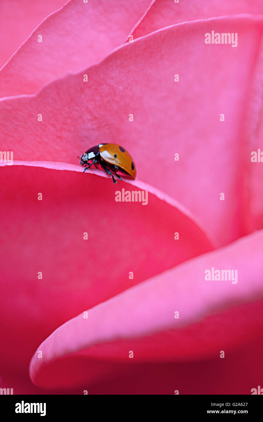 Ladybug on rose hi-res stock photography and images - Alamy