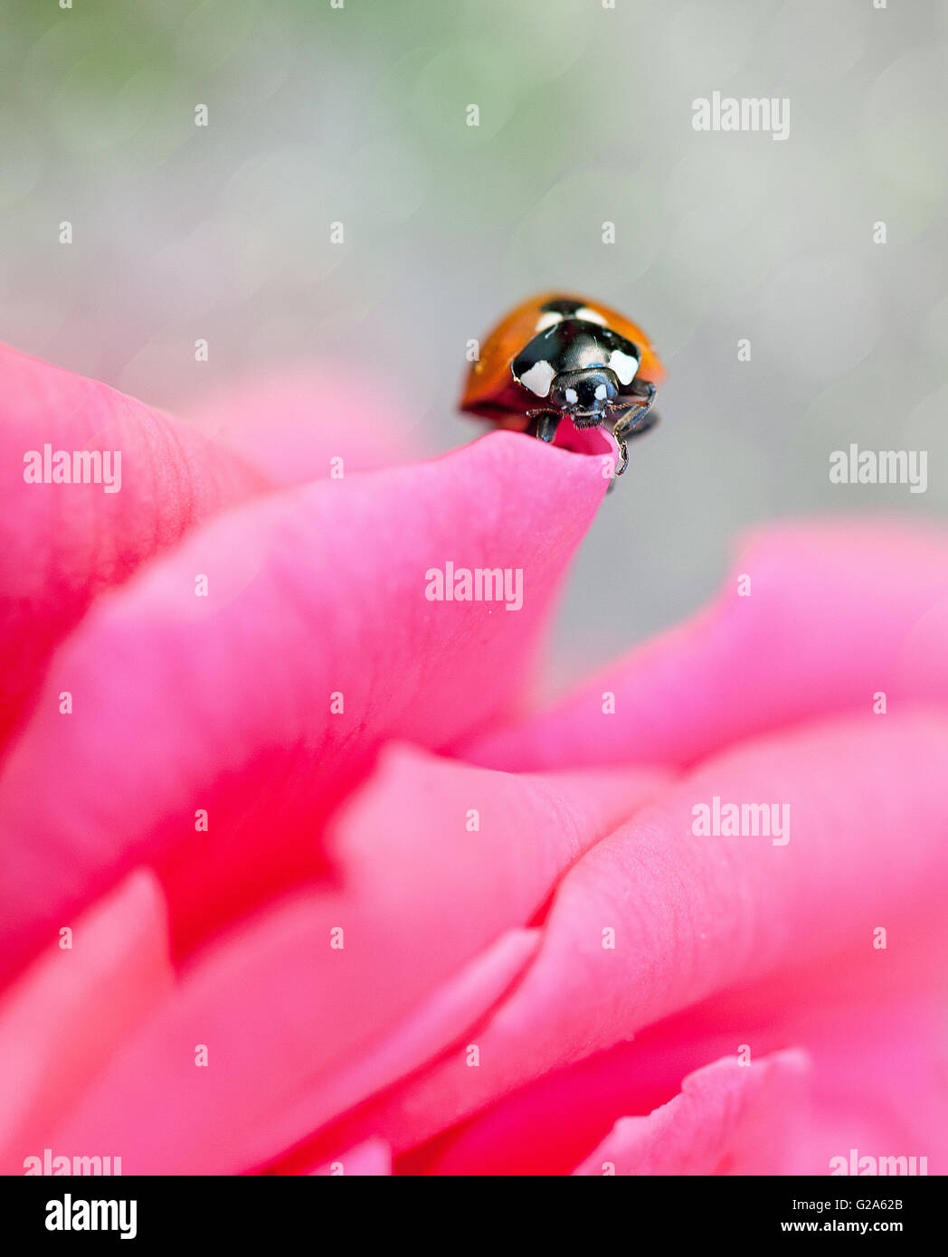Ladybug on rose hi-res stock photography and images - Alamy