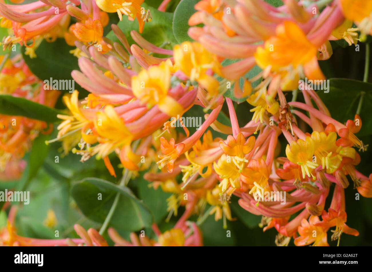 closeup to colorful honeysuckle flowers Stock Photo - Alamy