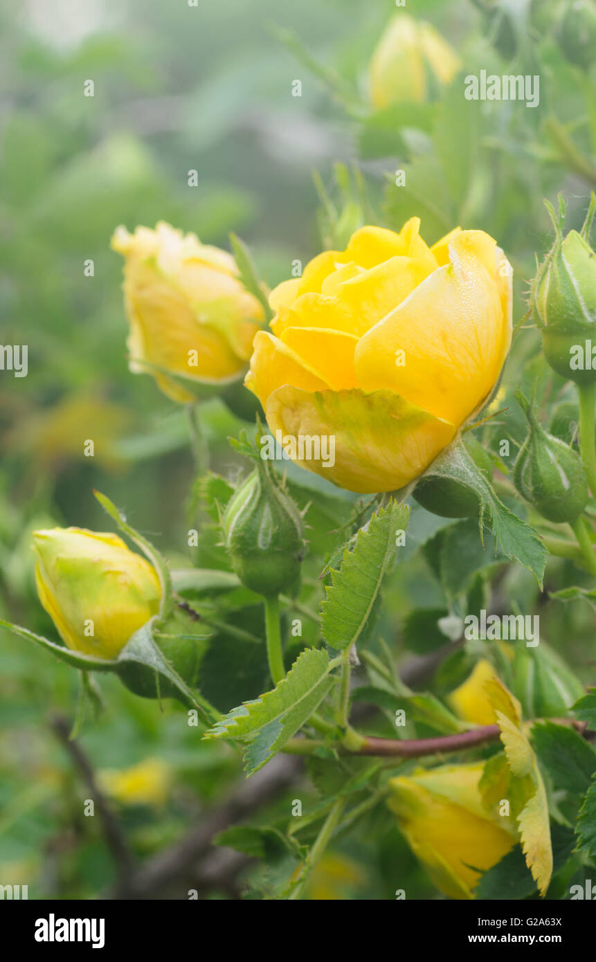 closeup to yellow rose in garden Stock Photo - Alamy