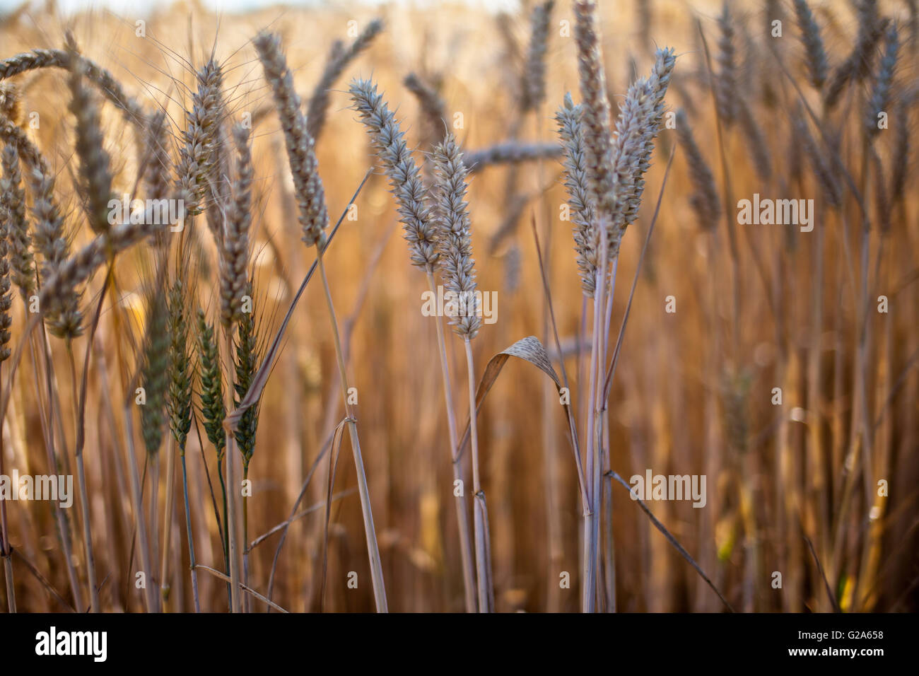 Fields of wheat in summer fully ripe Stock Photo - Alamy