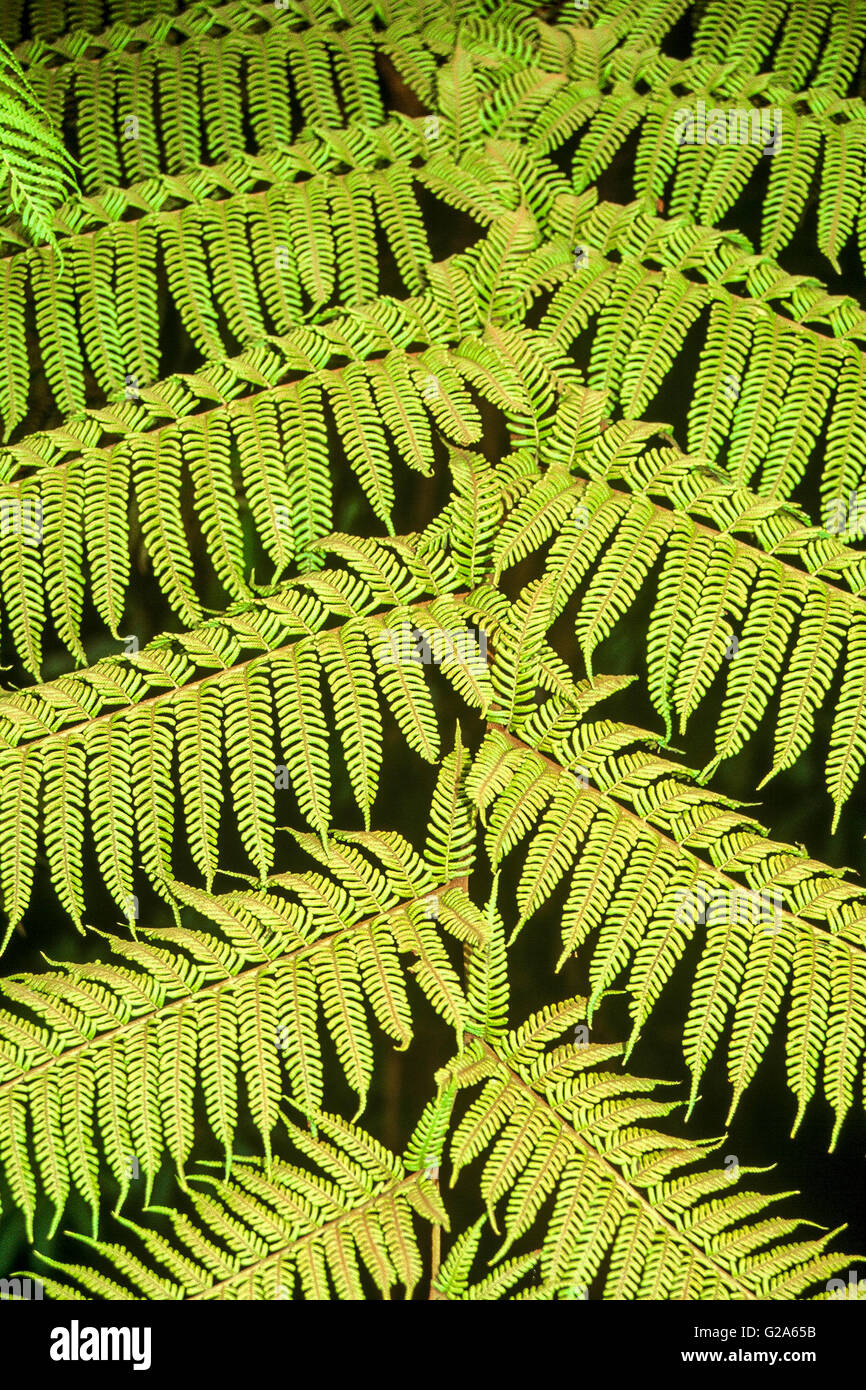 The leaves of a fern as seen from above Stock Photo - Alamy