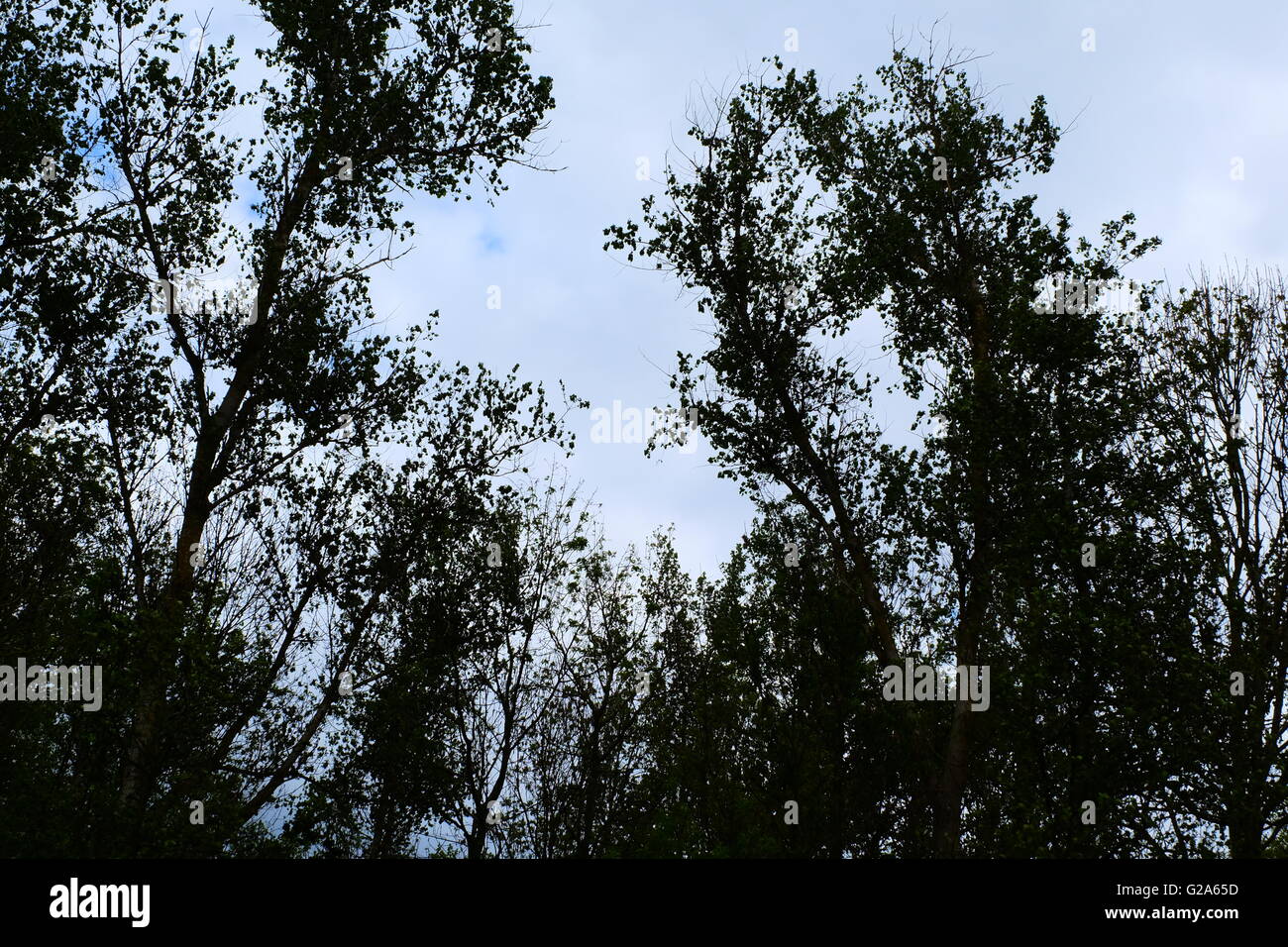 Gray tree trunks hi-res stock photography and images - Alamy