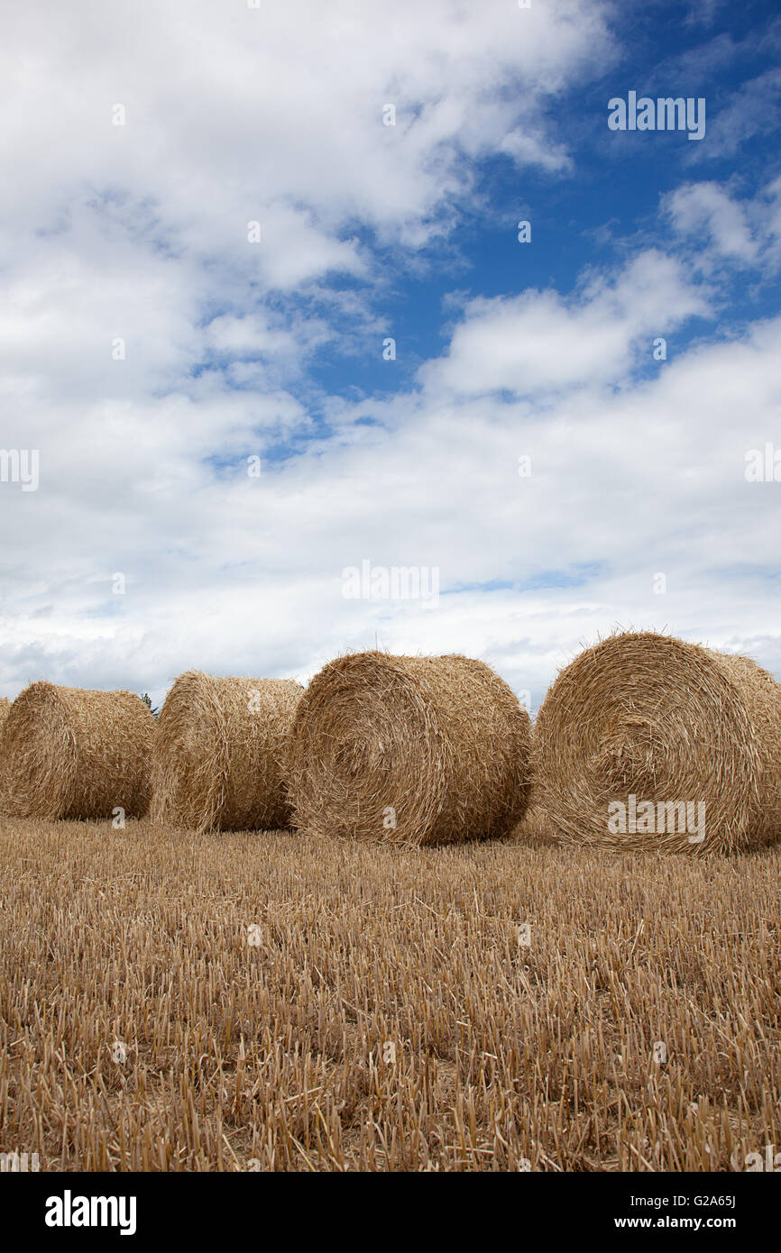 Mowed fields with round hay bales in summer Stock Photo - Alamy