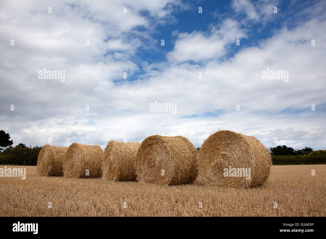 Mowed fields with round hay bales in summer Stock Photo - Alamy
