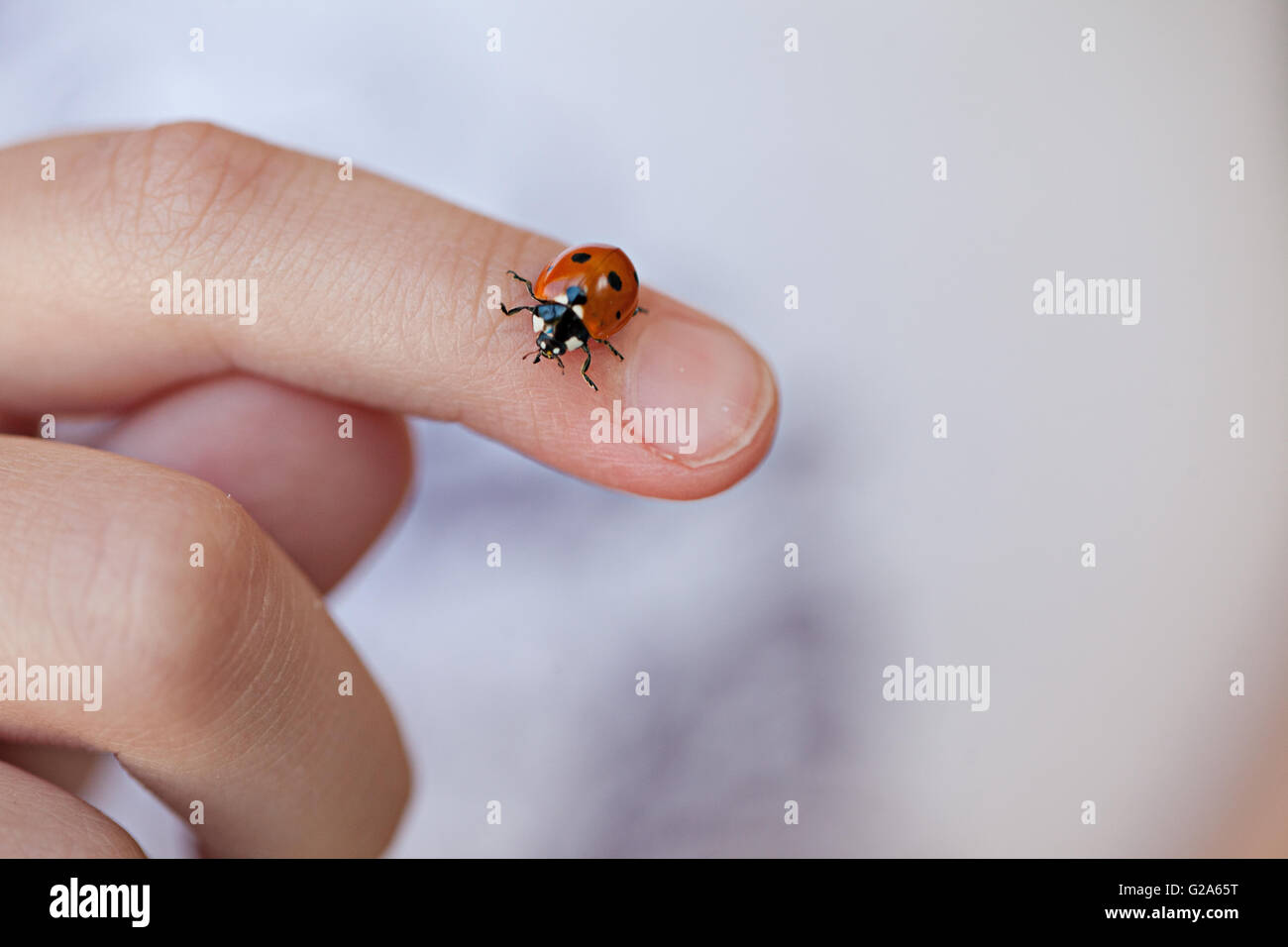 Small Ladybug crawling on childs hand and fingers Stock Photo - Alamy