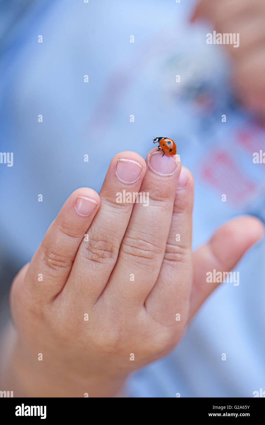 Small Ladybug crawling on childs hand and fingers Stock Photo - Alamy