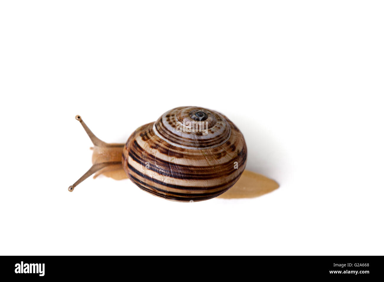 Large single snail isolated on white studio shot Stock Photo - Alamy