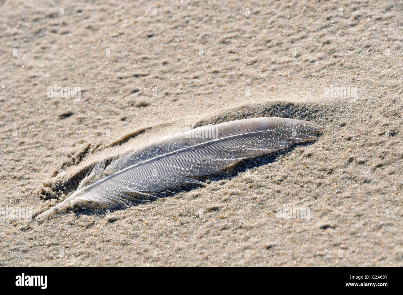 Feather beach hi-res stock photography and images - Alamy