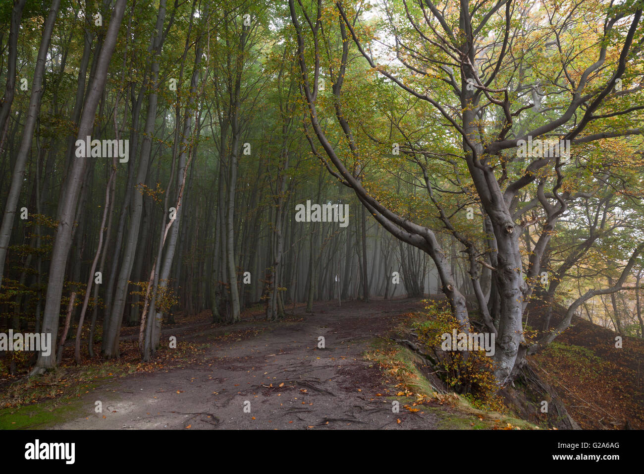 Forest path with beech trees hi-res stock photography and images - Alamy